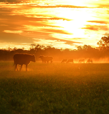 Jimbour Beef | Jimbour - A timeless place on the Darling Downs